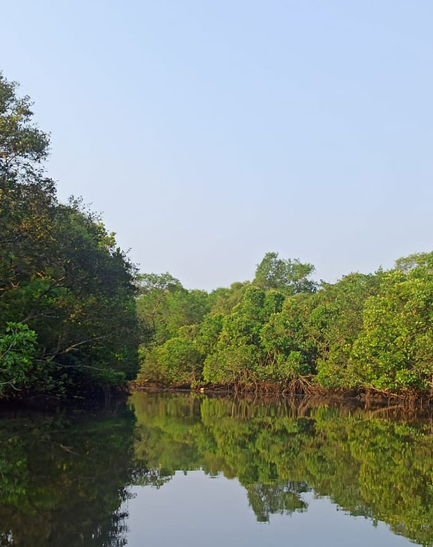Vianaar Homes | Blogs | Meandering through the Goan Mangroves